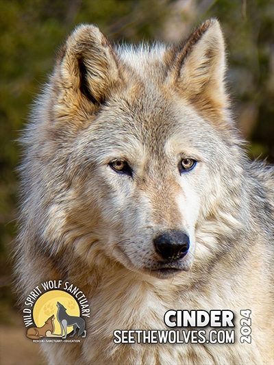 Cinder | Wild Spirit Wolf Sanctuary