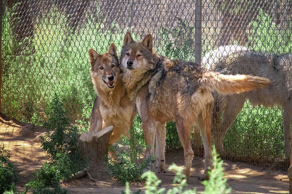 Denahi | Wild Spirit Wolf Sanctuary