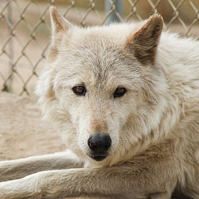 Cheyenne | Wild Spirit Wolf Sanctuary