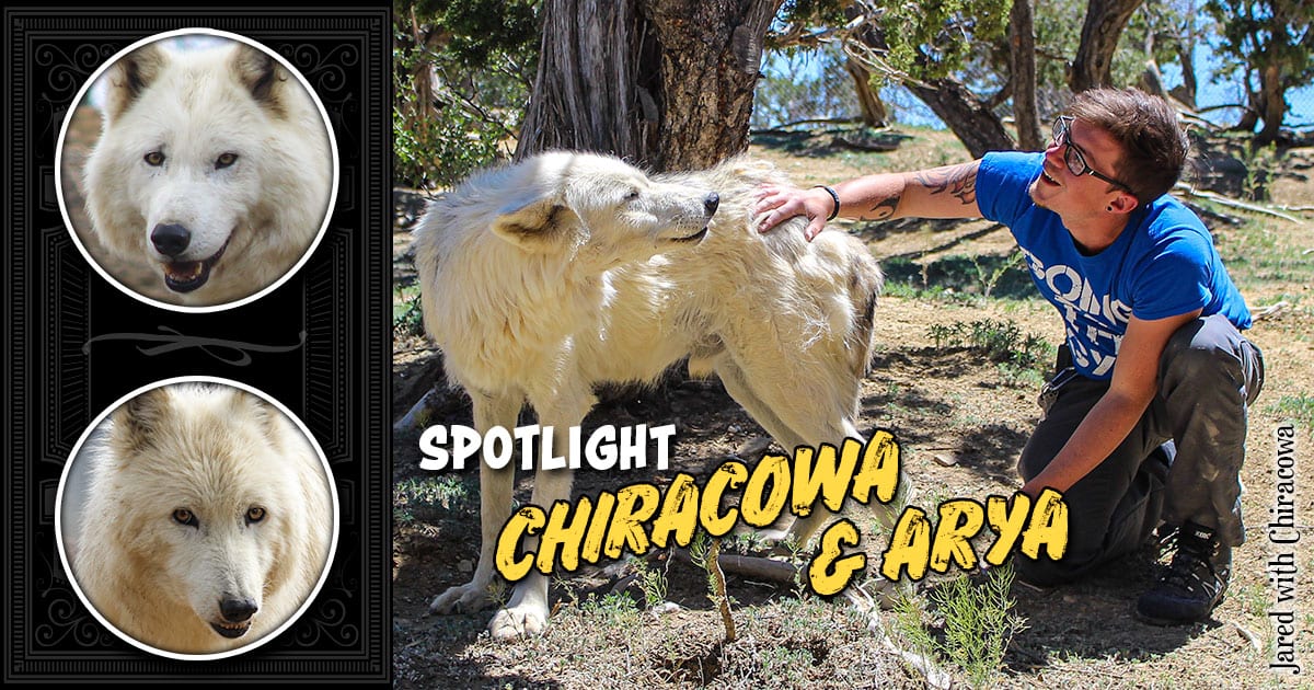 Spotlight: Chiracowa and Arya | Wild Spirit Wolf Sanctuary