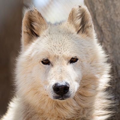 Kirito | Wild Spirit Wolf Sanctuary