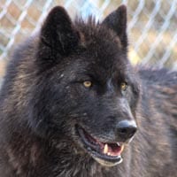 Meet Our Rescues | Wild Spirit Wolf Sanctuary