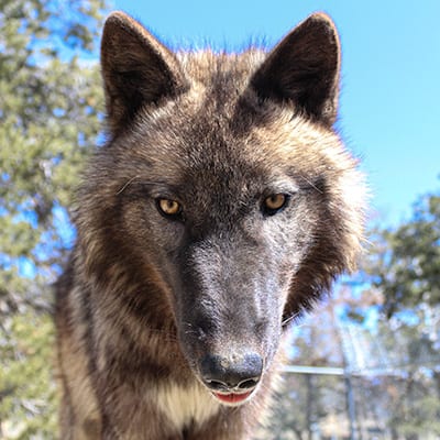 High Content Wolfdog