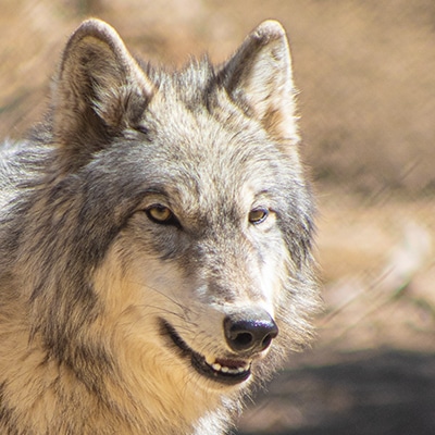 Tehya | Wild Spirit Wolf Sanctuary