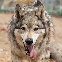 Meet Our Rescues | Wild Spirit Wolf Sanctuary