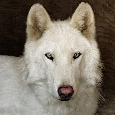 Zeus | Wild Spirit Wolf Sanctuary